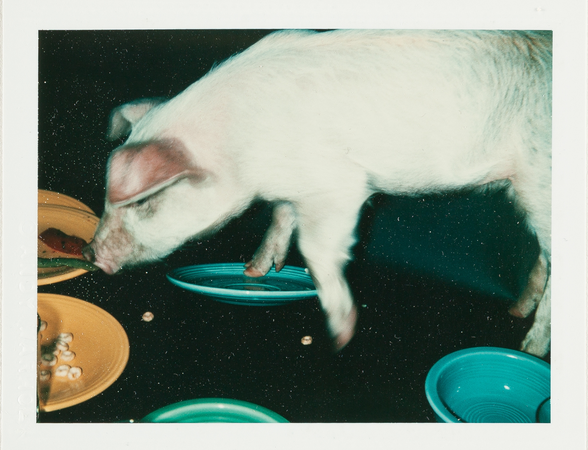 Andy Warhol | Fiesta Pig | MutualArt