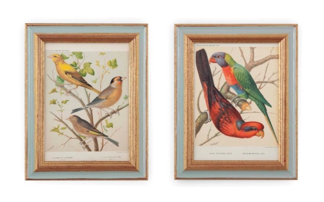 William Rutledge | FROM THE ILLUSTRATED BOOK OF CANARIES AND CAGE-BIRDS ...