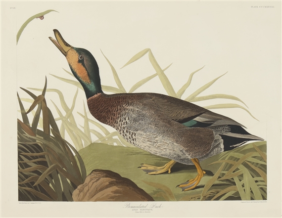 John James Audubon | BEMACULATED DUCK (PLATE CCCXXXVIII) (1836) | MutualArt