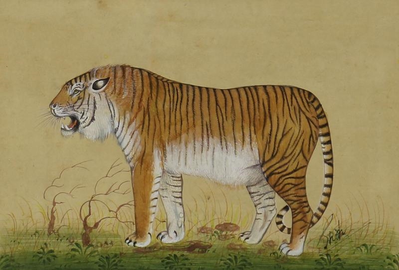 Persian Tiger