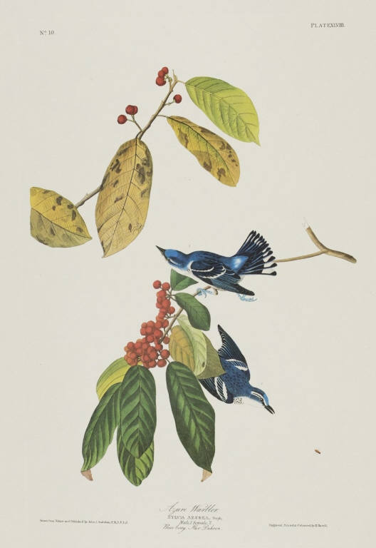 John James Audubon | The Birds of America | MutualArt