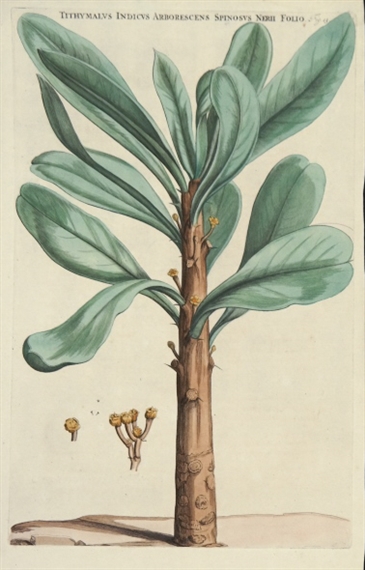 Jan Commelin | 5 plates depicting flowering & non-flowering plants from ...
