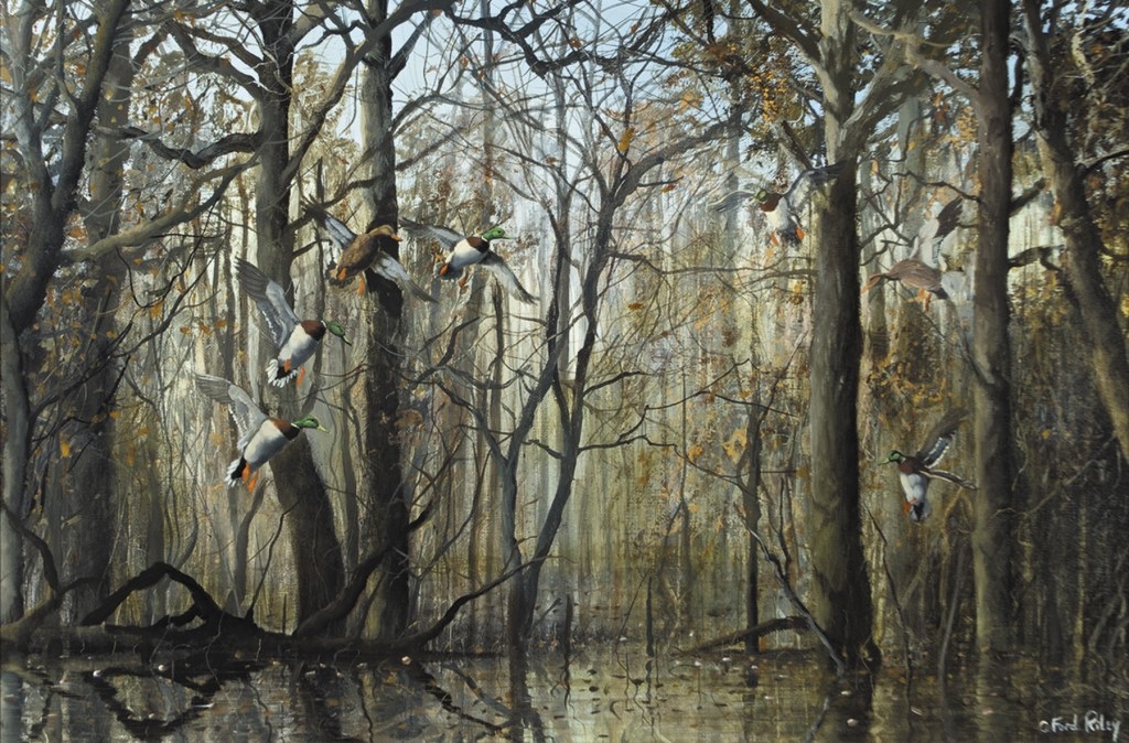 C. Ford Riley | Timber Mallards | MutualArt