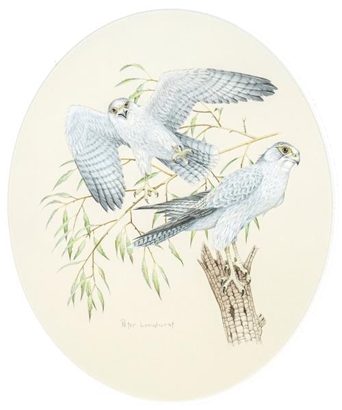 Peter Longhurst | Gray Falcon | MutualArt