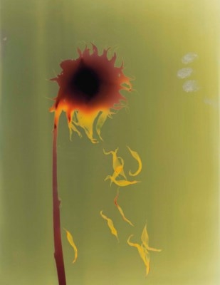 Adam Fuss | Untitled (Sunflower) (1992) | MutualArt