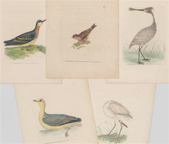 William Lewin | Group of five colored prints | MutualArt