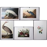 Murphy Bernard Loates | 5 WORKS: BIRDS OF AMERICA” (GREAT EGREAT ...