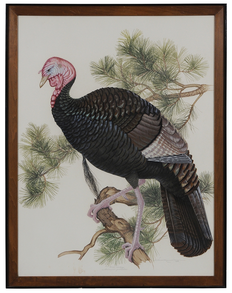 Athos Menaboni | Wild Turkey, Meleagris gallopavo (1962) | MutualArt