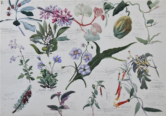 British School, 16th Century | BOTANICAL STUDIES | MutualArt