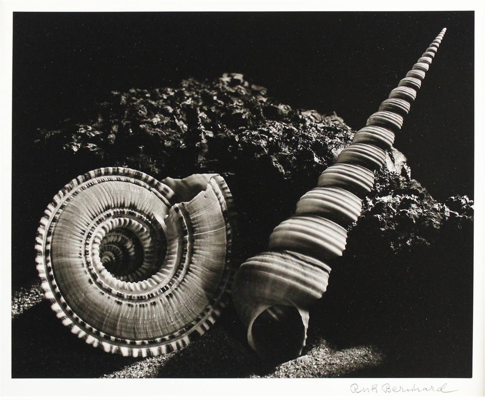 Ruth Bernhard | SHELLS-ARCHITECTONICA PERSPECTIVA-TURRITELLA TEREBRA ...