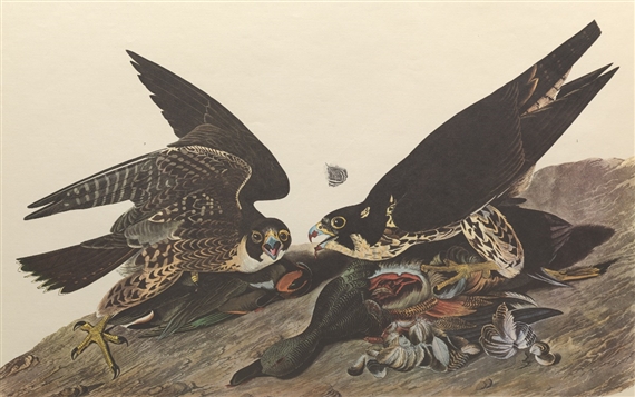 John James Audubon | Great-Footed Hawk (1971 - 1972) | MutualArt