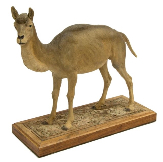 Louis Paul Jonas | Camelops (Prehistoric Camel) | Compare similar ...