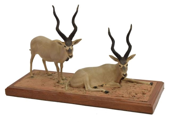 Louis Paul Jonas | Male and Female Addax | MutualArt