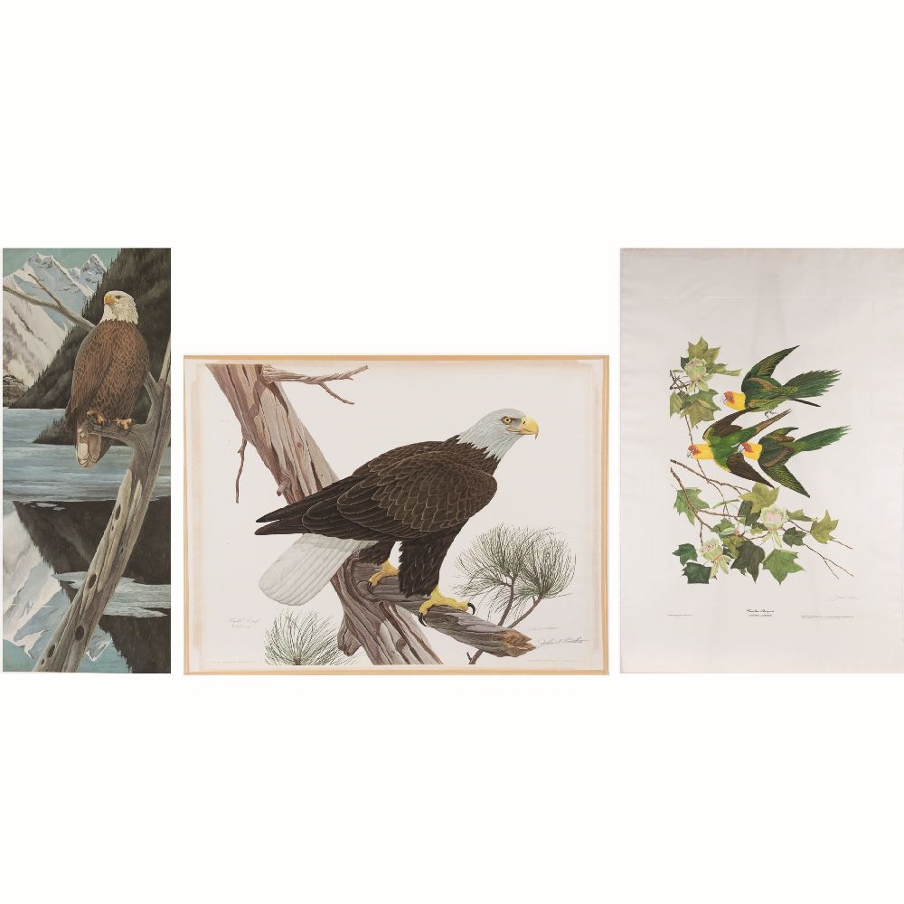 John Ruthven | 3 Works: Bald Eagle, Carolina Parquets & American Bald ...