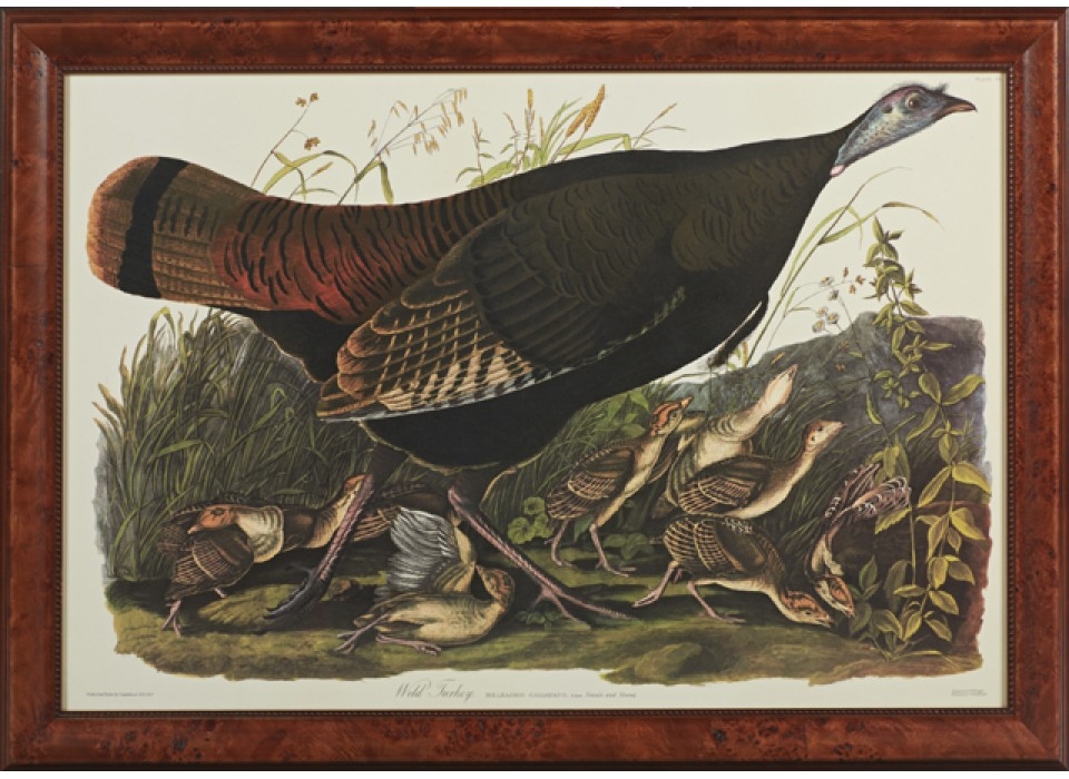 John James Audubon | Wild Turkey | MutualArt