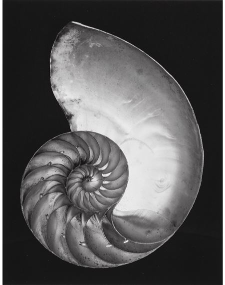 Edward Weston | Shell (1927) | MutualArt