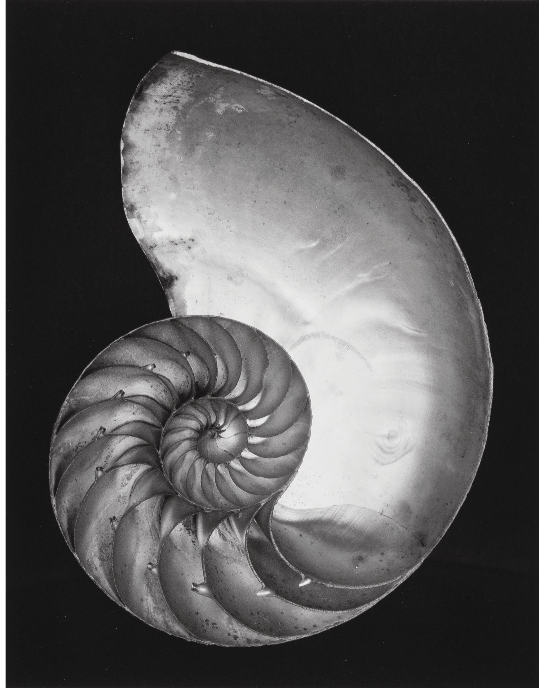 Edward Weston | Shell (1927) | MutualArt