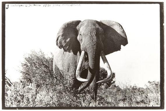 Peter Beard | [Elephant] (1990) | MutualArt