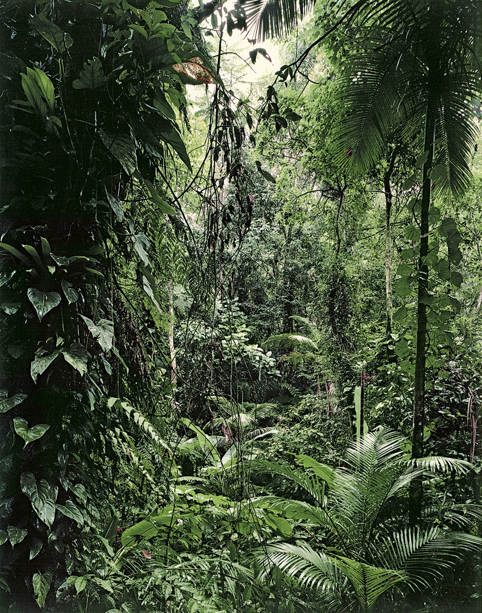 Thomas Struth | 5 works, 'Paradies' series (2004) | MutualArt
