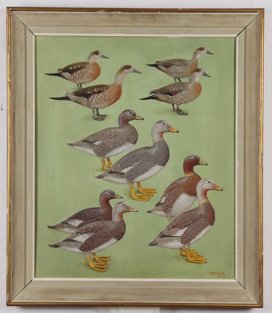 Peter Markham Scott | Duck over wetlands | MutualArt
