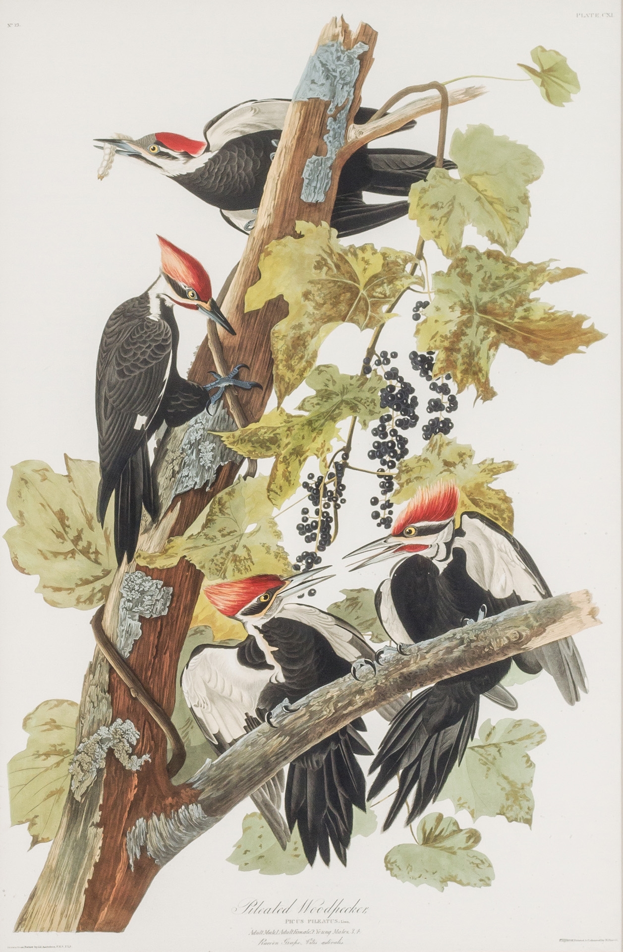 John James Audubon | Pileated Woodpecker from The Birds of America ...