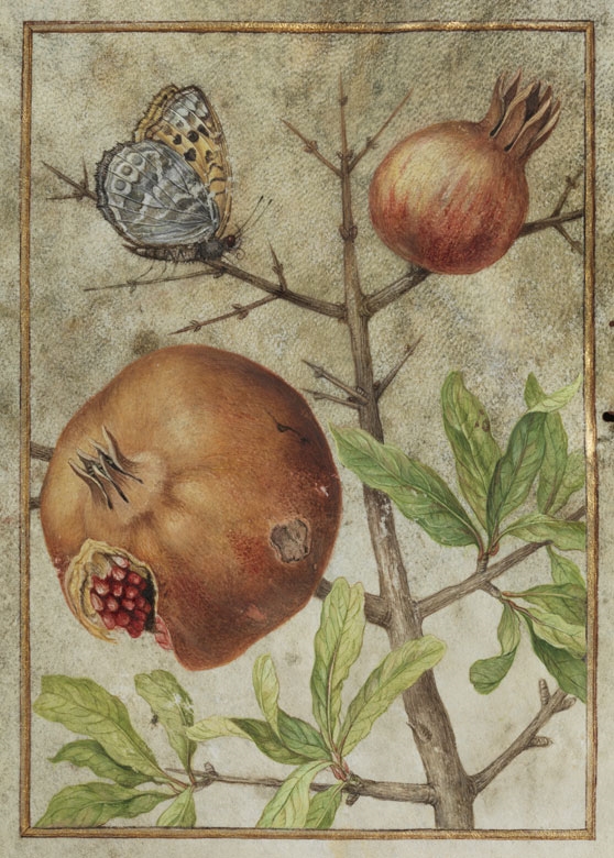 Joris Hoefnagel | BOTANY PAINTING | MutualArt