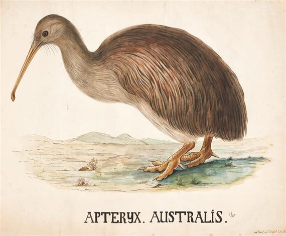 John Gould | Apteryx Australis | MutualArt