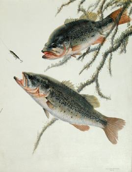 Amy Brackenbury | 17 Artworks at Auction | MutualArt