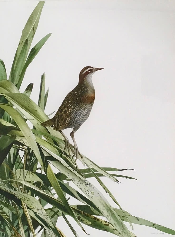 Raymond Harris Ching | Banded Rail (Rallus philippensis) (1980) | MutualArt