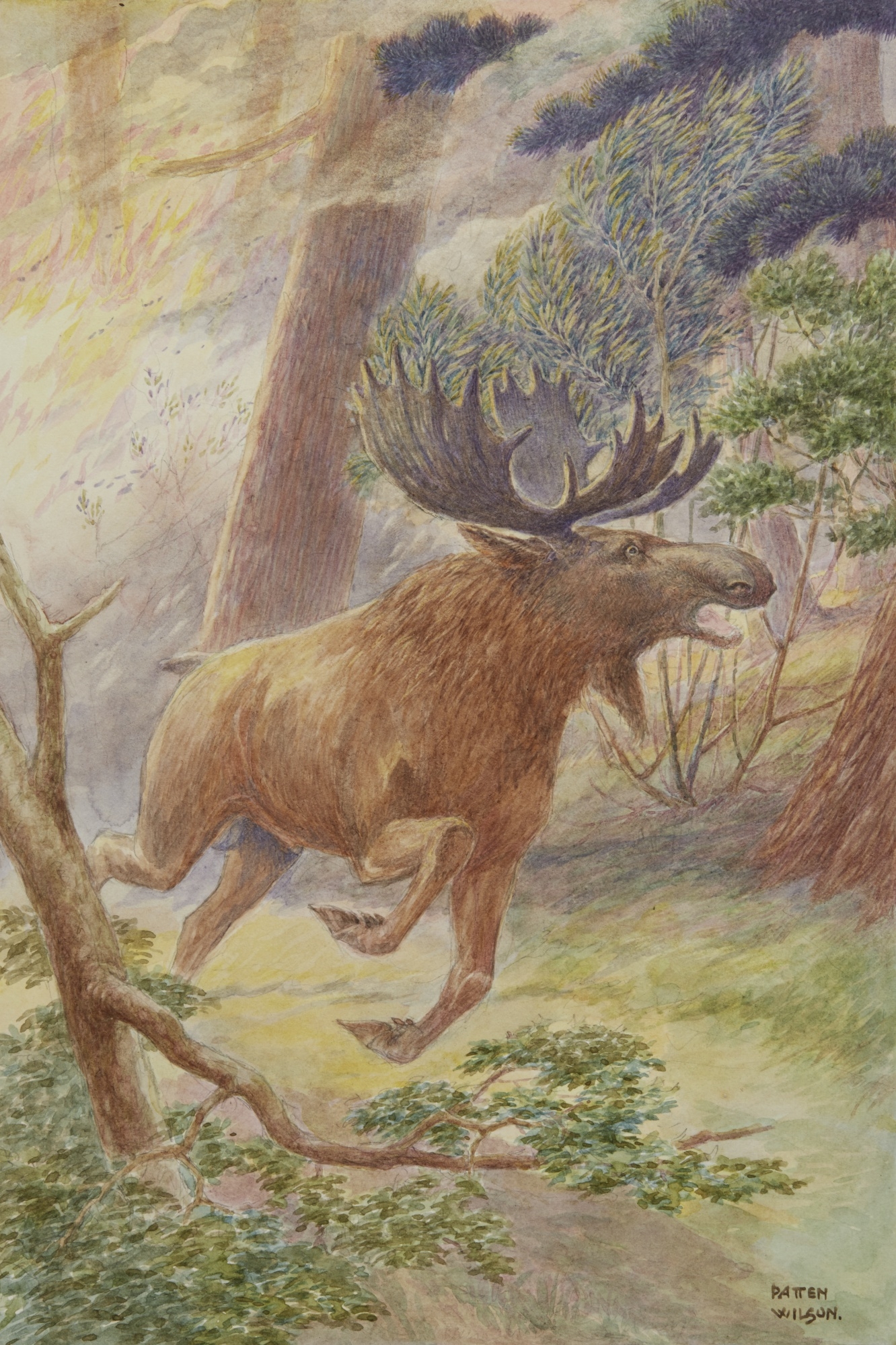 Patten Wilson | Complete set of illustrations on board for The Moose ...