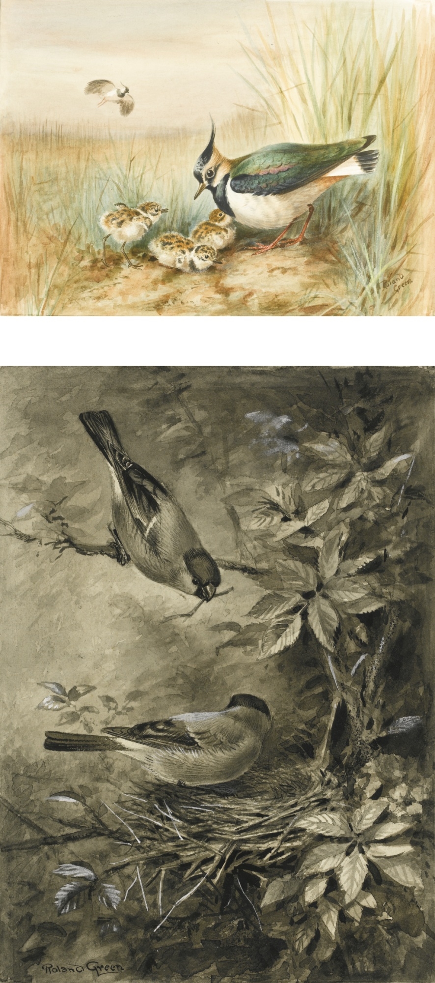 Green Roland | Collection of drawings for Birds One Should Know by Rev ...