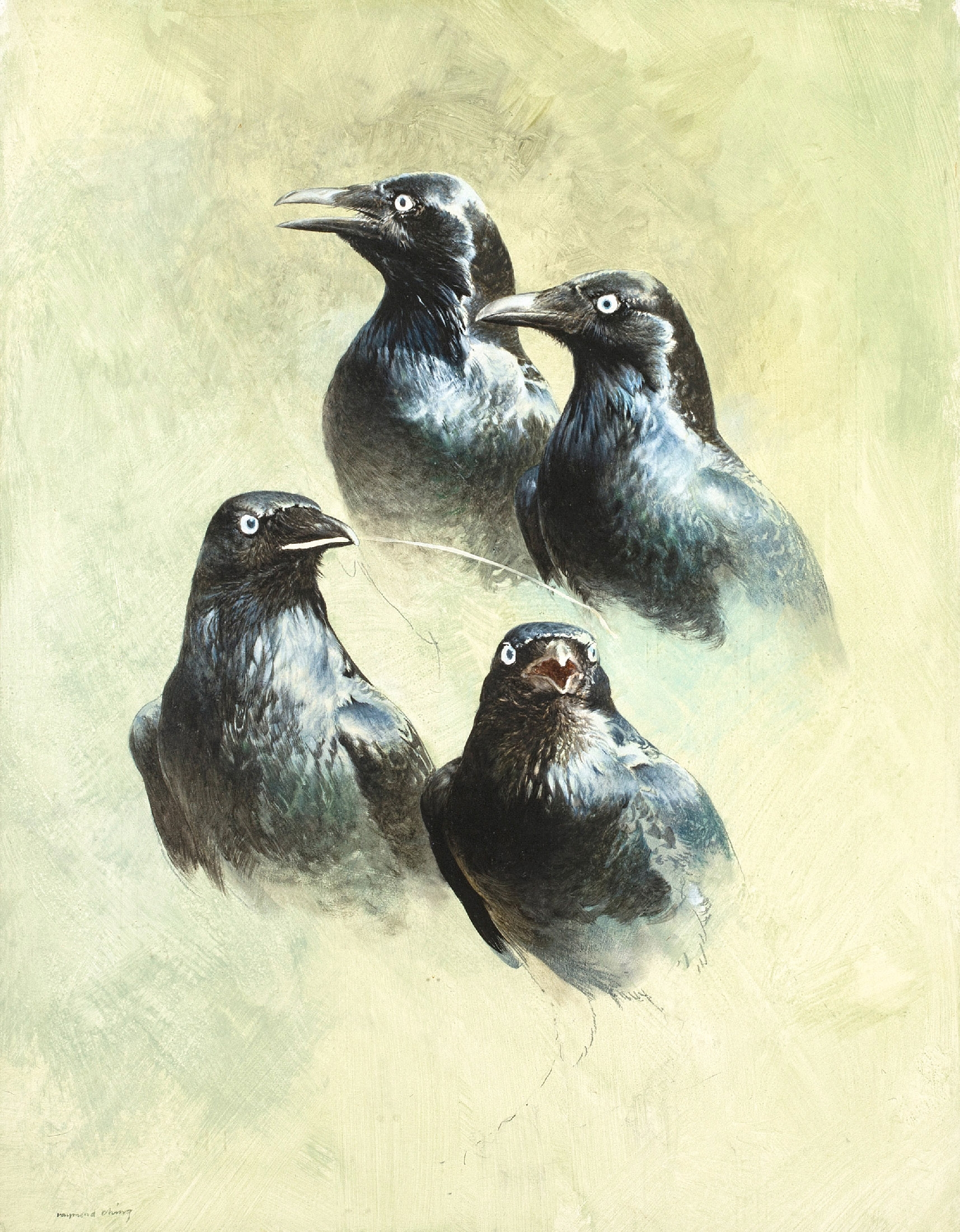 Raymond Harris Ching | Starling Studies | MutualArt