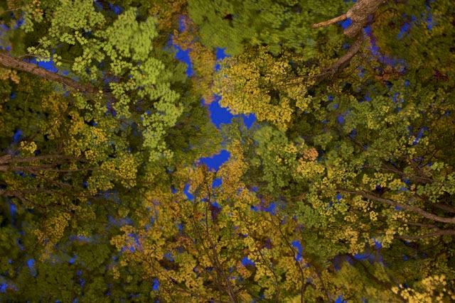 Marc Audette | Canopée 3 (2016) | MutualArt