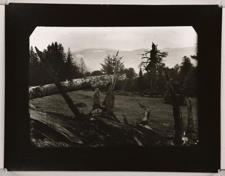 Josef Sudek | Foret De Mionsi | MutualArt