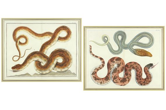 Albertus Seba | 2 WORKS; SNAKES | MutualArt