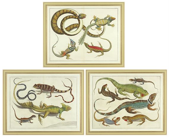 Albertus Seba | 3 WORKS; LIZARDS AND SNAKES | MutualArt