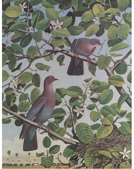 Scott Gentling | Of Birds and Texas Portfolio (1986) | MutualArt