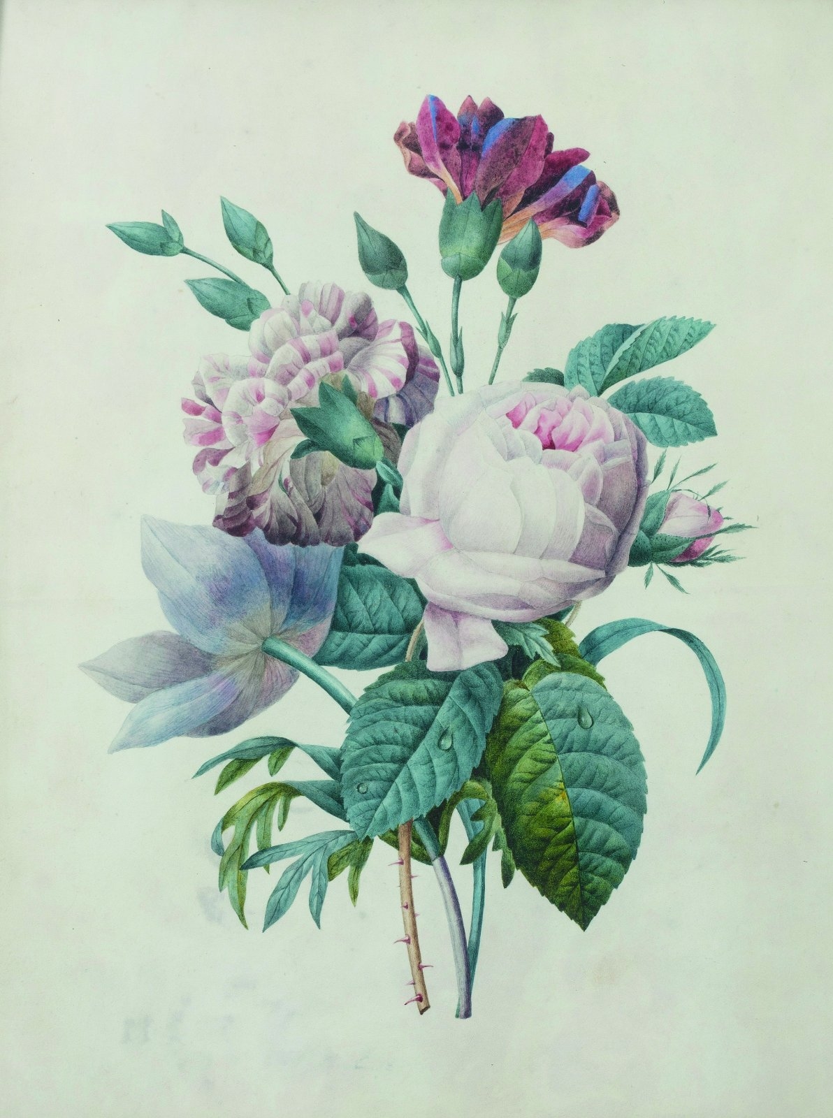 Pierre-Joseph Redouté | Rose et œillets | MutualArt
