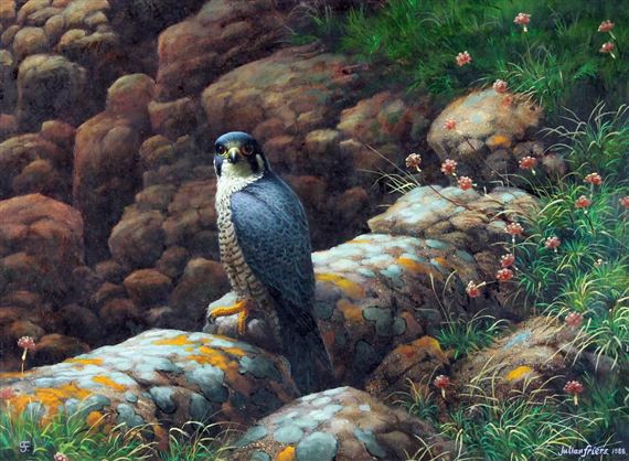 Julian Friers | Peregrine Falcon | MutualArt