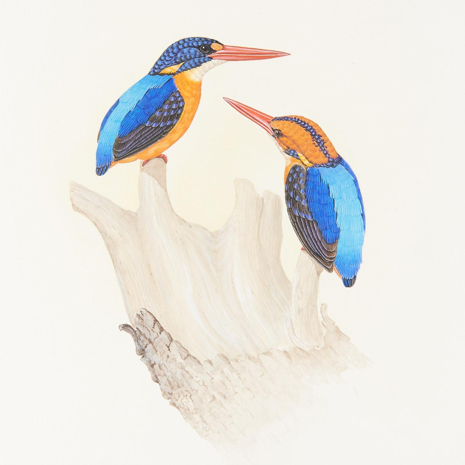 George Sandstrom | Male and Female Ceyx Dispar (Circa 1970) | MutualArt