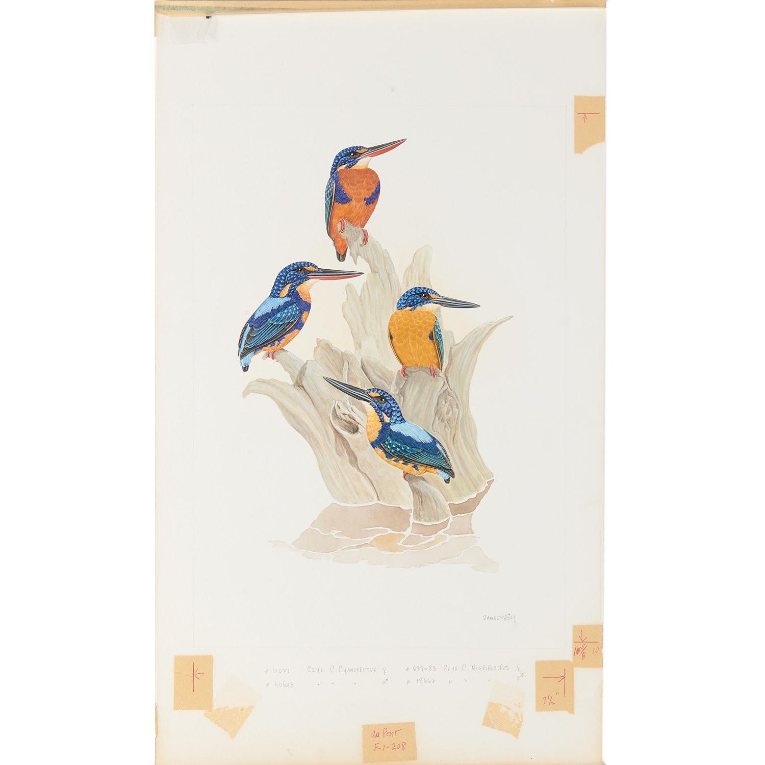 George Sandstrom | Male and Female Ceyx Cyanopectus and Ceyx ...