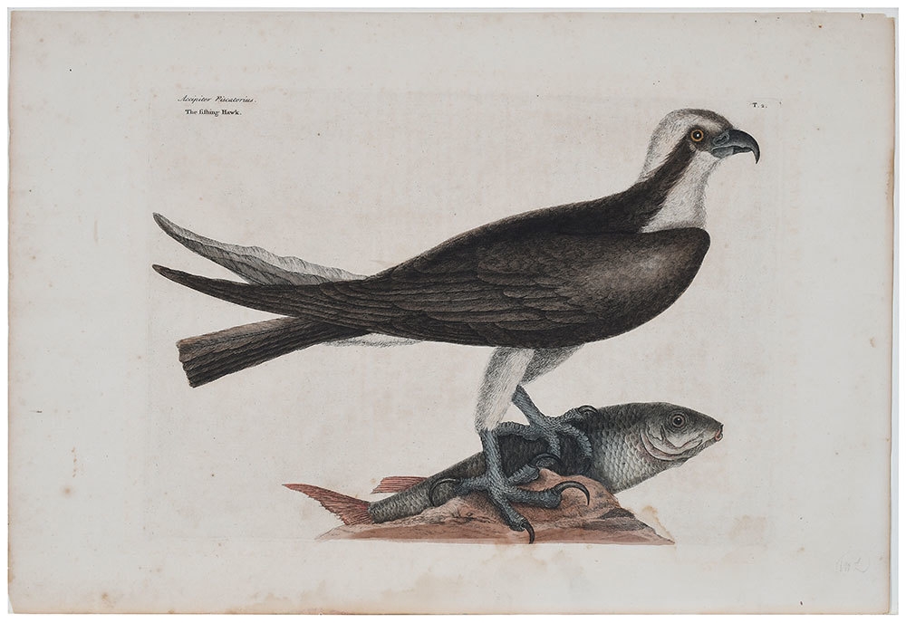 Mark Catesby | The fishing Hawk, T.2 | MutualArt