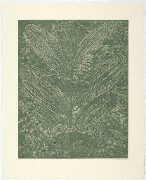 Franz Gertsch | Gelber Enzian (Sepia) (2003) | MutualArt