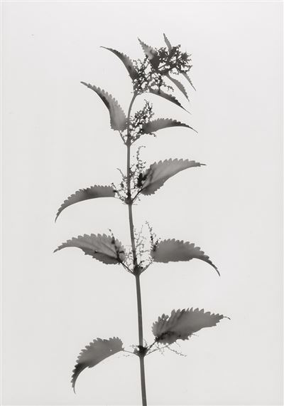Floris Michael‏ Neusüss | 4 works: Flower photograms (1997) | MutualArt