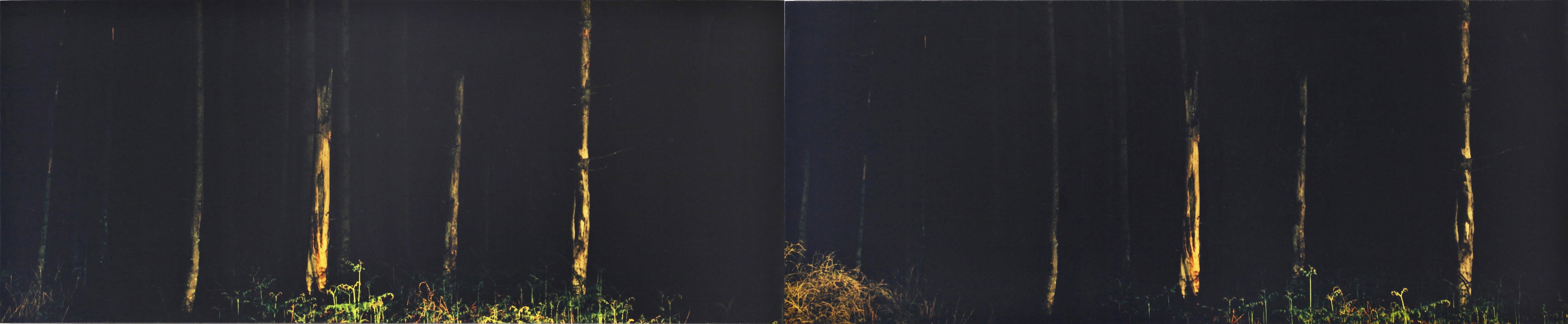Sophy Rickett | Pine Trees (2000) | MutualArt