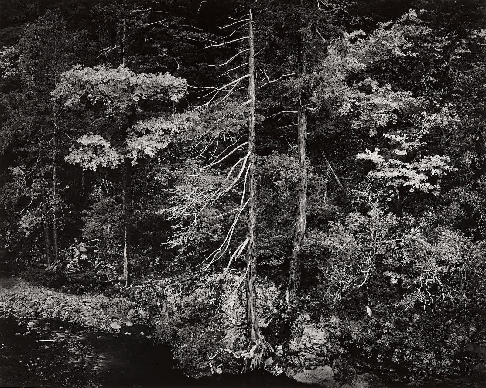 Ansel Adams Forrest