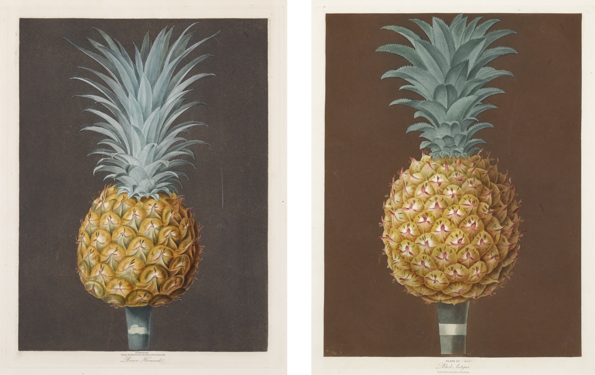 George Brookshaw | Pomona Britannica; or, A Collection of the Most ...