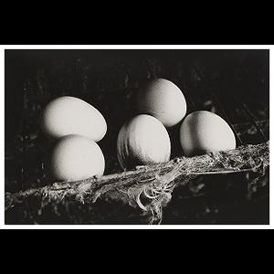 Kou Inose | Biography