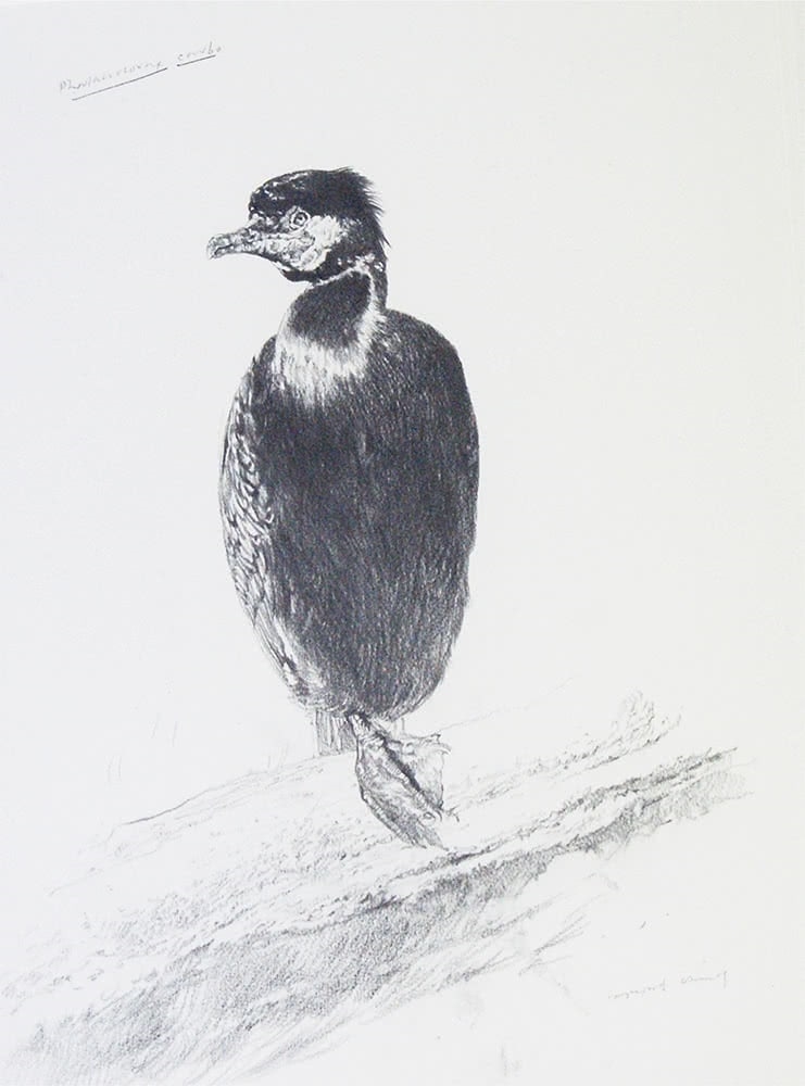 Raymond Harris Ching | The Rifleman Bird | MutualArt