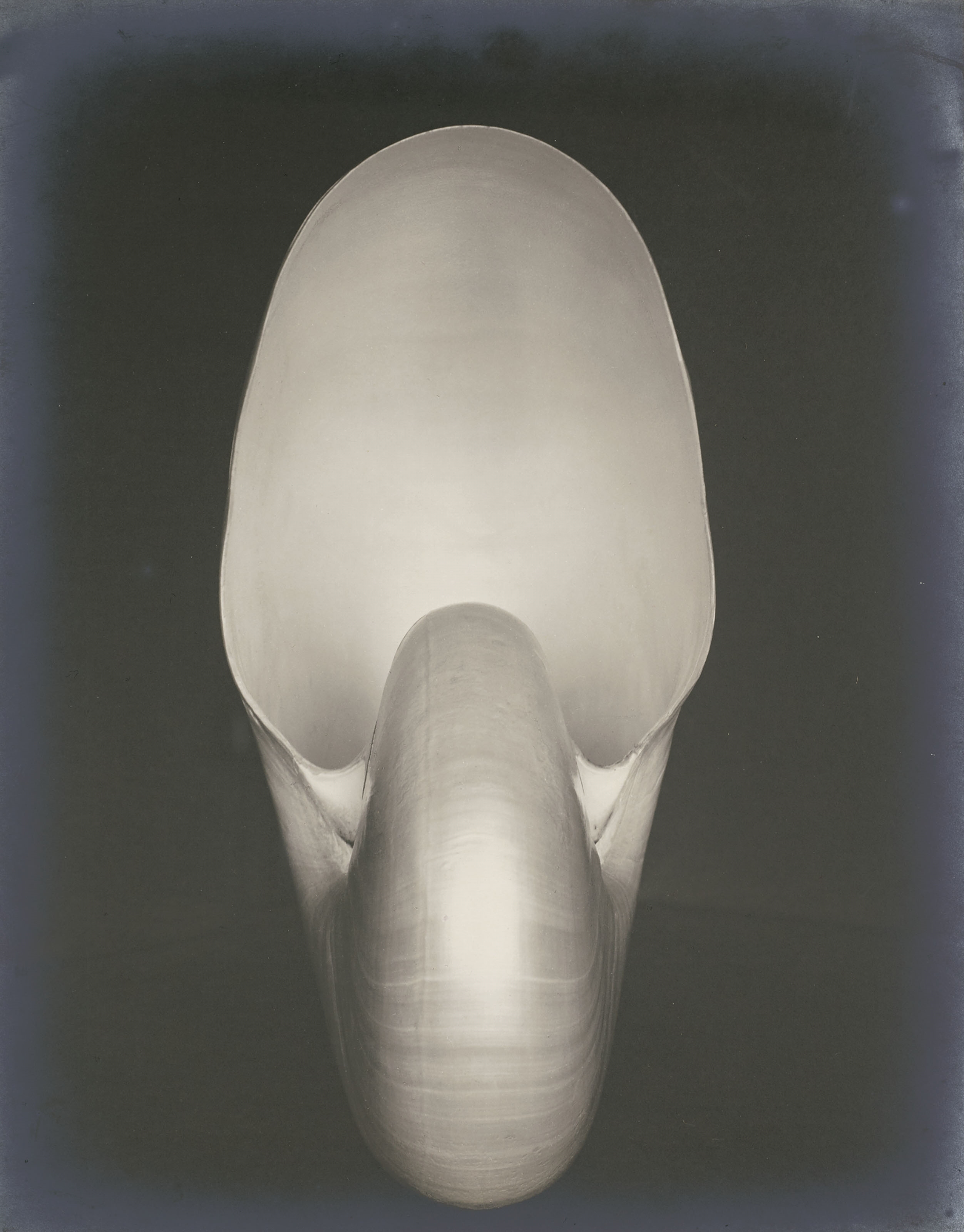 Edward Weston | Shell (Nautilus) | MutualArt
